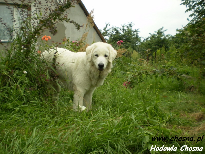 Polski Owczarek Podhalanski Jagoda Mala Dolina.