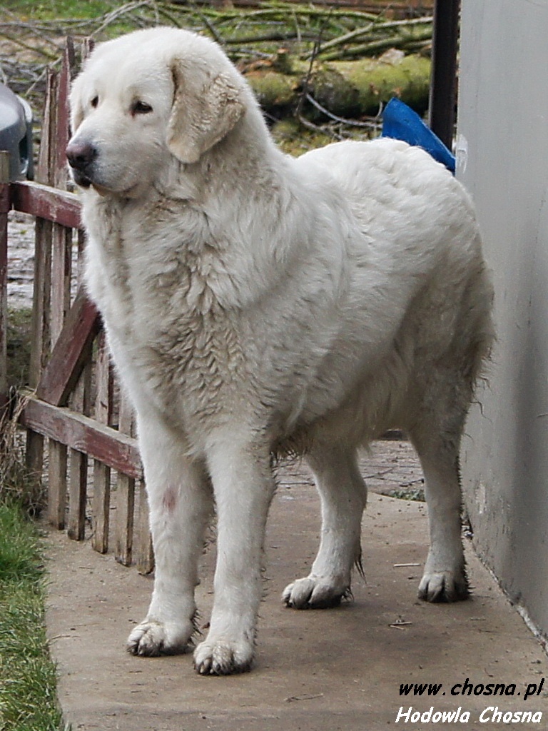 Polski Owczarek Podhalanski Jagoda Mala Dolina.