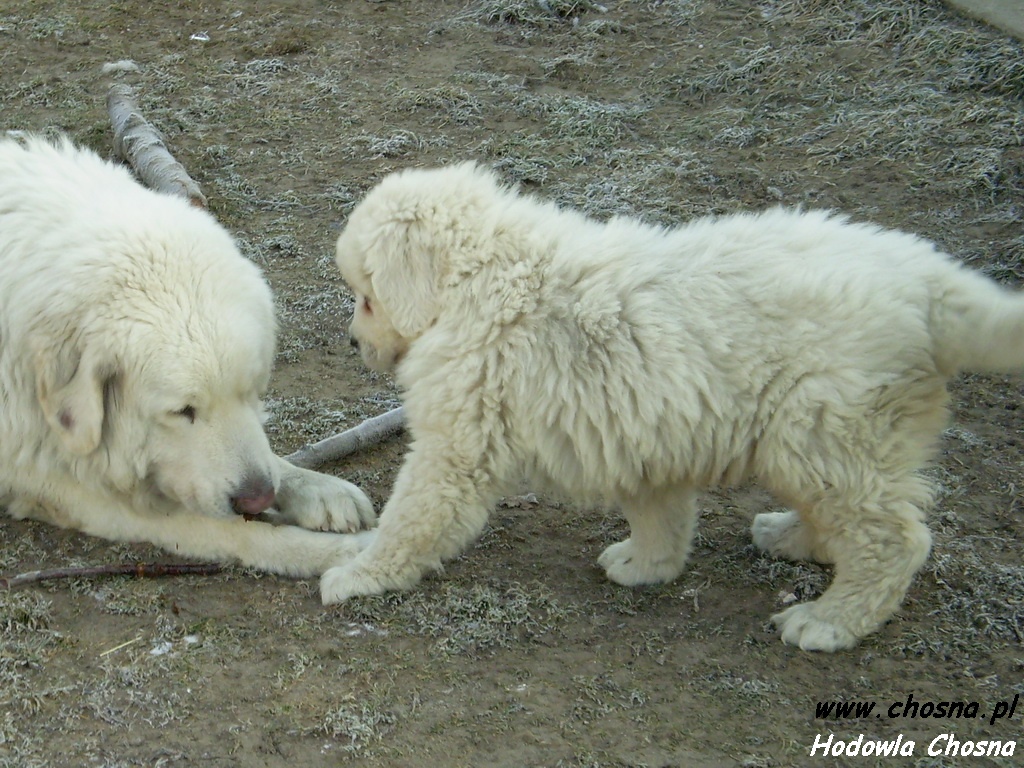 Polski Owczarek Podhalanski Liber z Butorowego Wierchu.