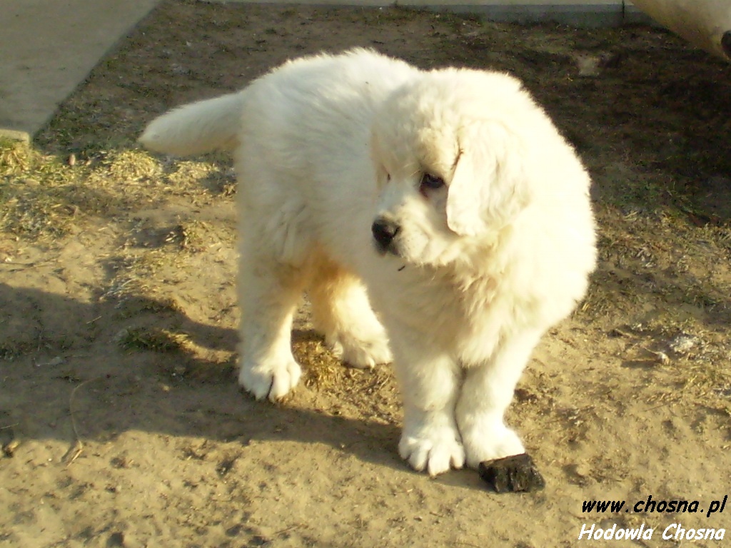 Polski Owczarek Podhalanski Liber z Butorowego Wierchu.