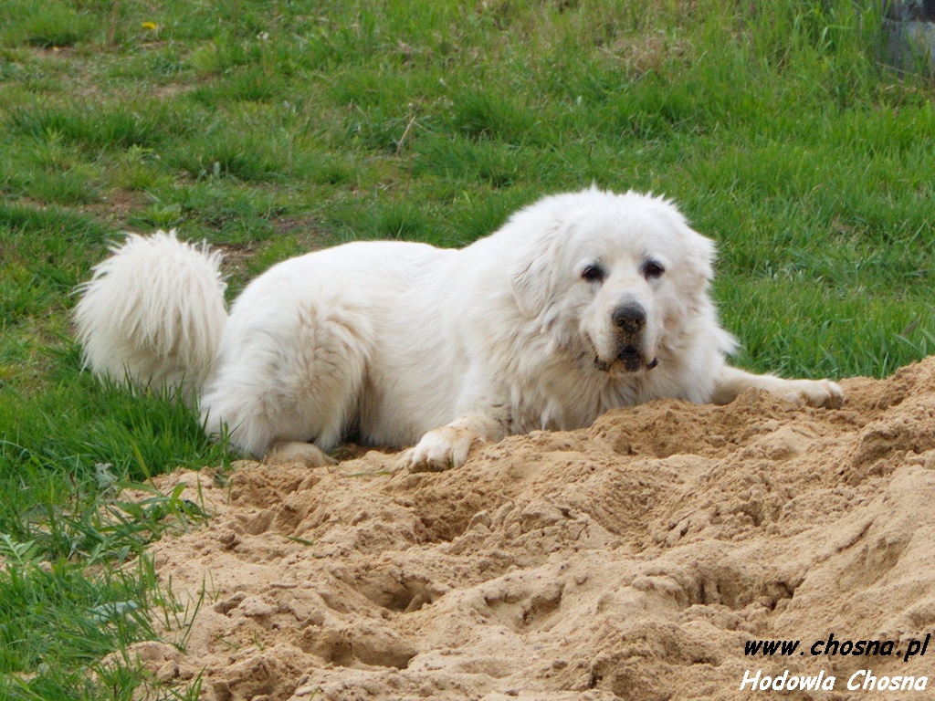 Polski Owczarek Podhalanski Liber z Butorowego Wierchu.