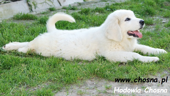 Polski Owczarek Podhalanski Oscypek Chosna.