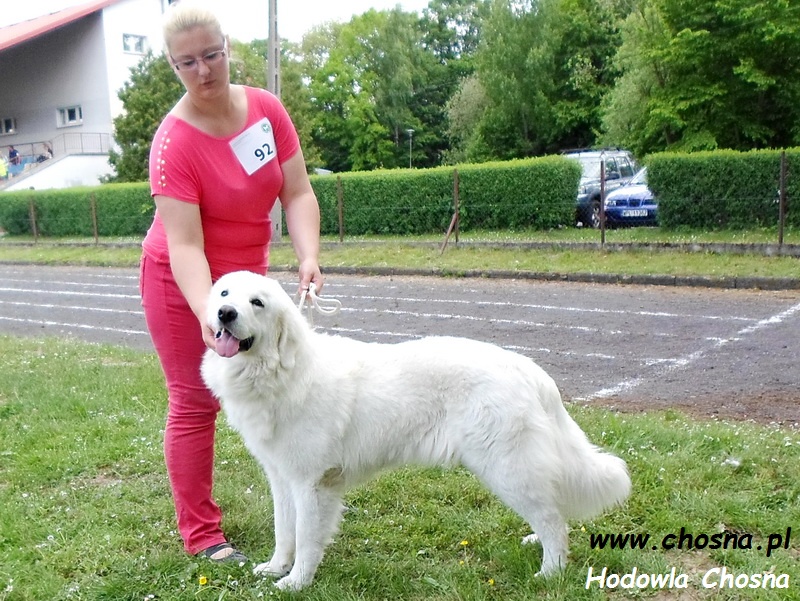 Polski Owczarek Podhalanski Oscypek Chosna.