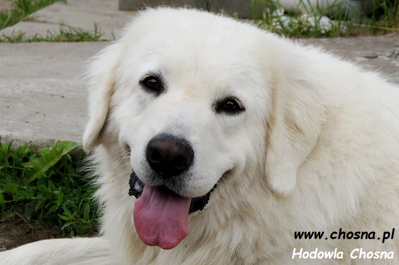 Polski Owczarek Podhalanski Oscypek Chosna.