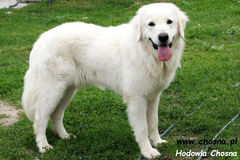 Polski Owczarek Podhalanski Oscypek Chosna.