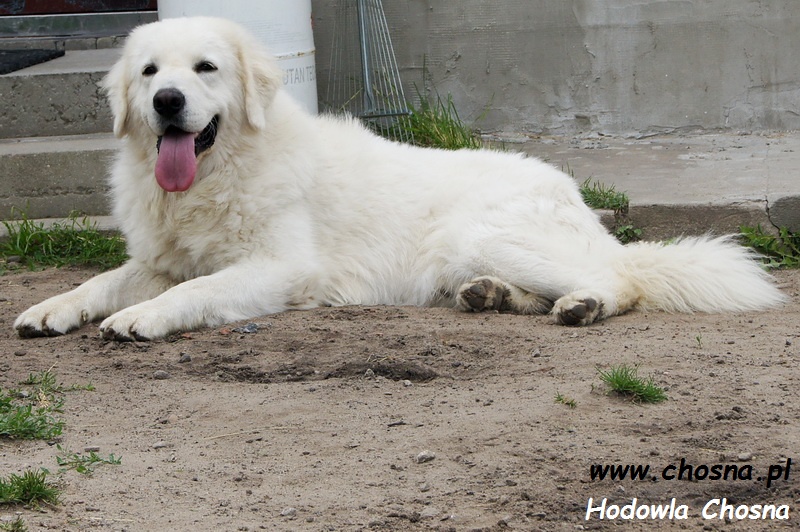 Polski Owczarek Podhalanski Oscypek Chosna.