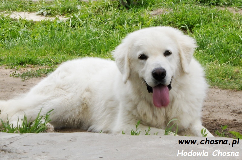 Polski Owczarek Podhalanski Oscypek Chosna.