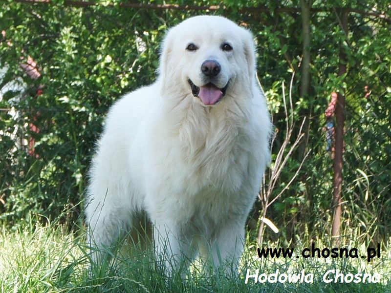 Polski Owczarek Podhalanski Oscypek Chosna.