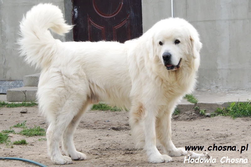 Polski Owczarek Podhalanski Zbójnik Chosna.